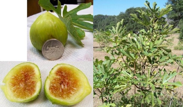 Fig Identification