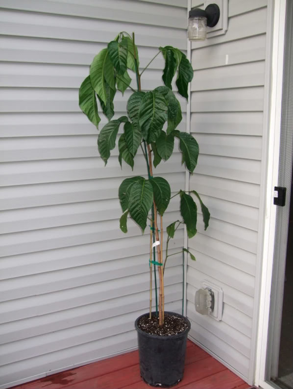 My new Santol Tree