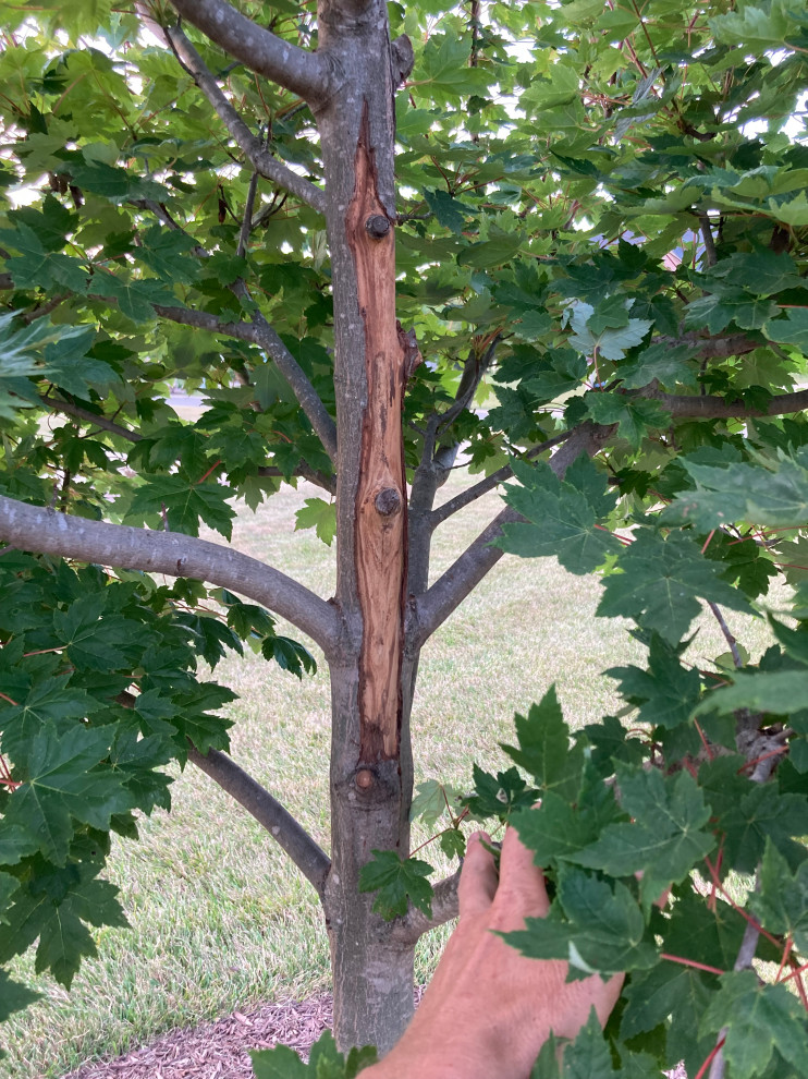 Red Pointe Maple sunscald?