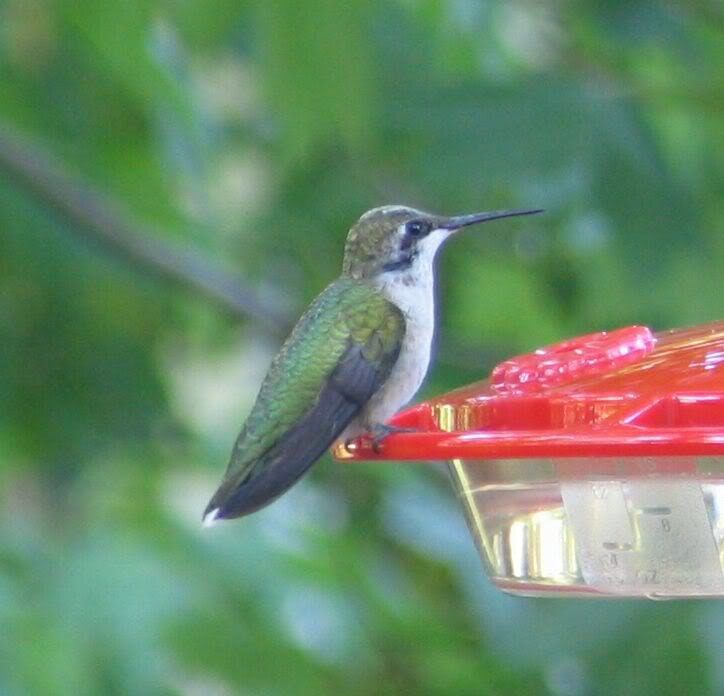 Molting hummingbirds??? Anyone seen this?
