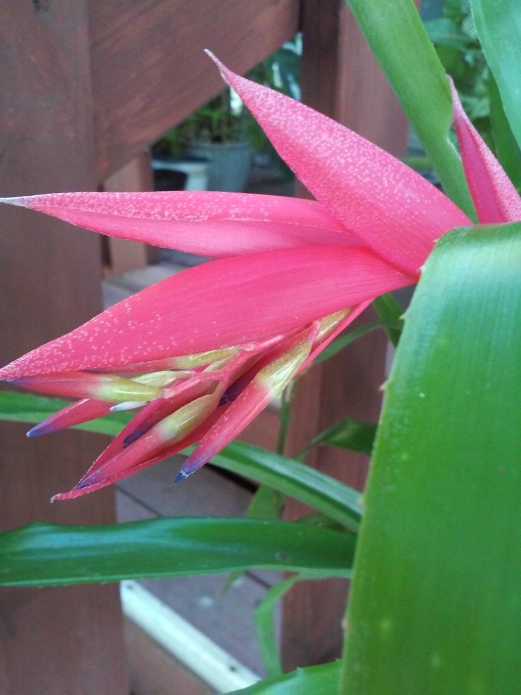Bromeliad ID?