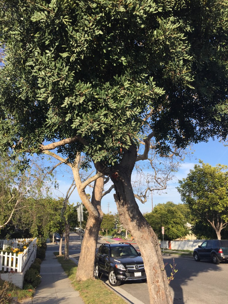 Need Plant ID: So Cal Tree with green bean-pod-like seed pods