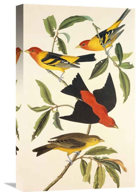 "Louisiana Tanager, Scarlet Tanager" Artwork, 13.9" x 22" - Farmhouse ...