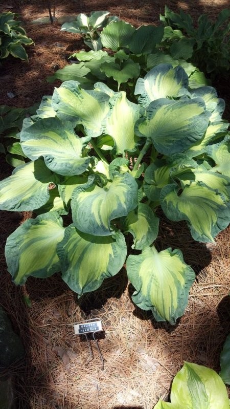 Hosta 'Golden Meadows'