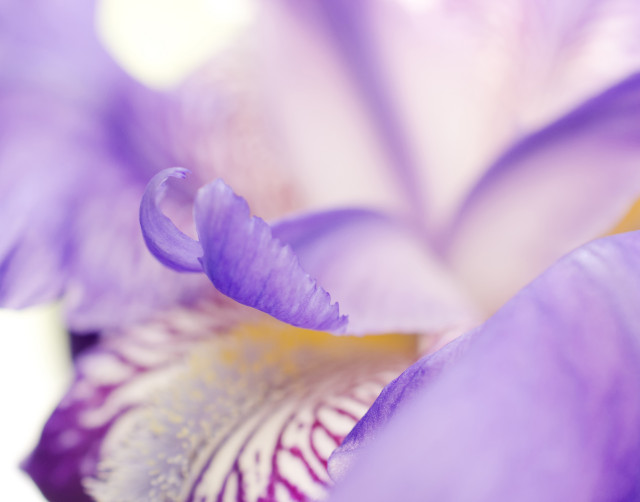 Soft Focus Iris Petals Nature Photo, Floral Unframed Wall Art Print ...