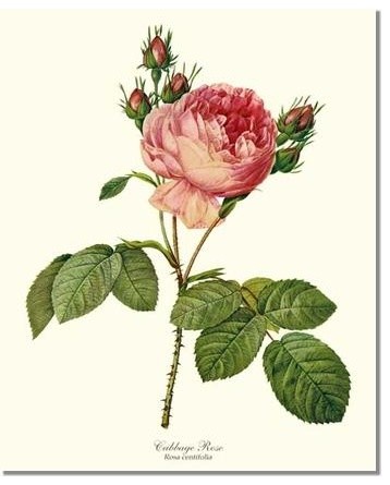 Vintage Botanical Rose Art Print: Cabbage Rose, 11x14 Print ...