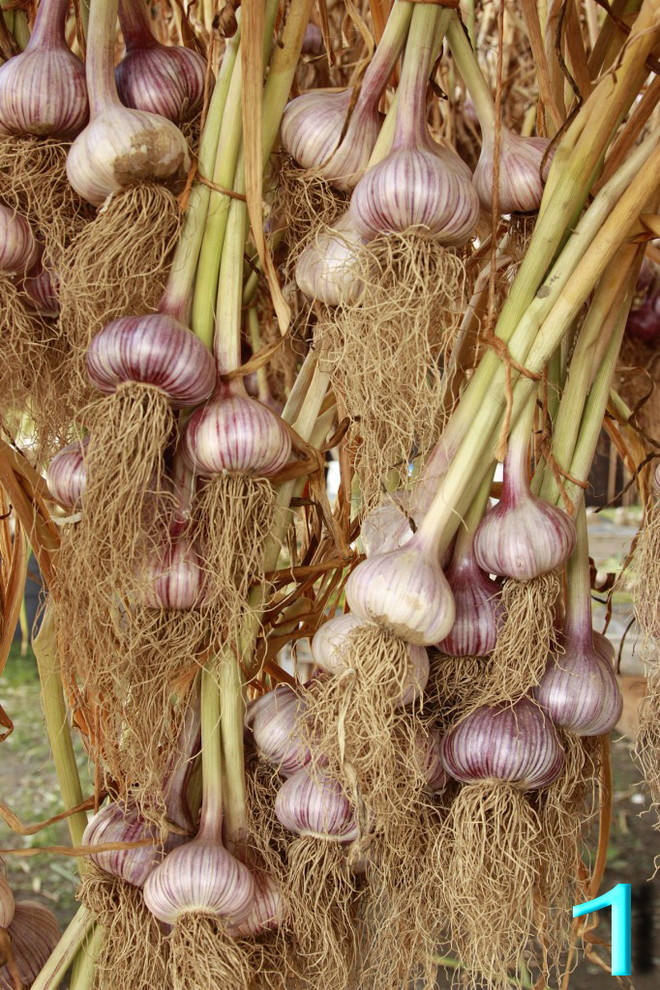 How do you position your garlic for curing?