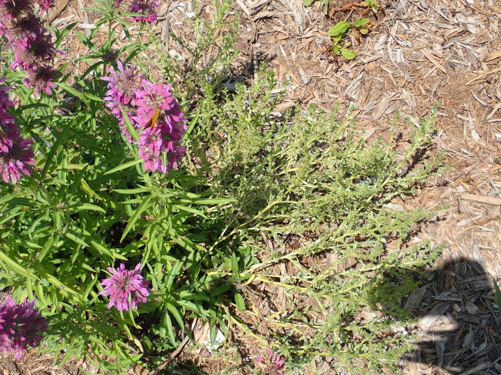 Messy looking plant