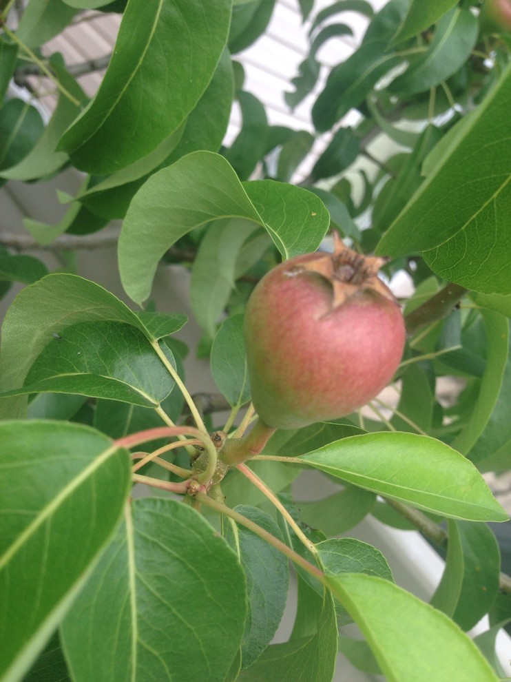 Anju pear question