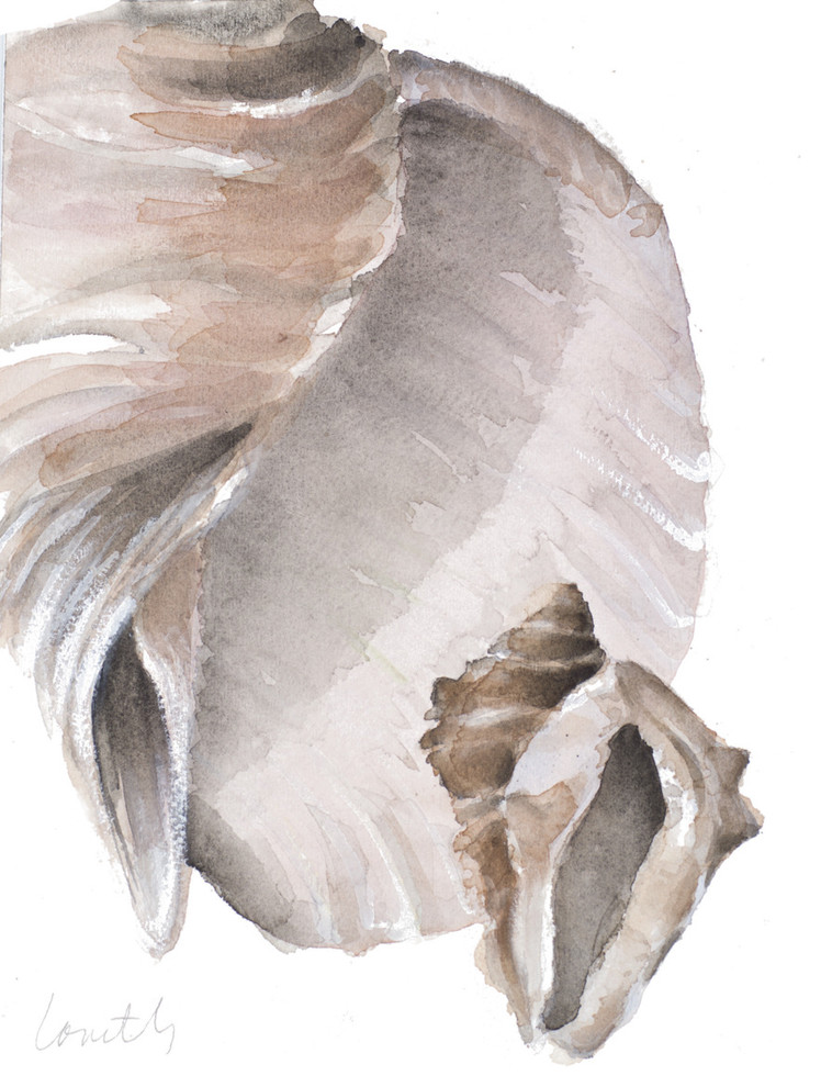 Tonal Shell II, 16x24 - Beach Style - Prints And Posters - by South ...