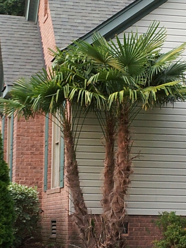 Unique Palms