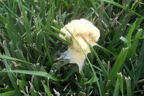 Help! What is this gross yellow foamy/spongy stuff?