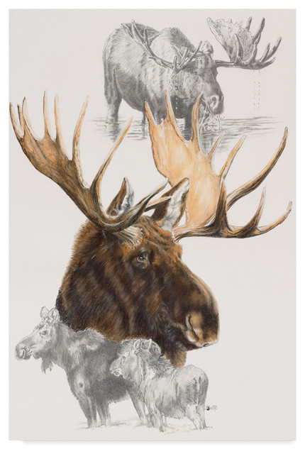Moose By Barbara Keith Canvas Art 16x24 Rustic Prints And