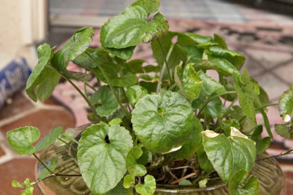 Is this violet sick?