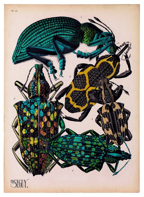 Insects, Plate 14 by E.A. Seguy Print, 16" x 24" - Contemporary ...