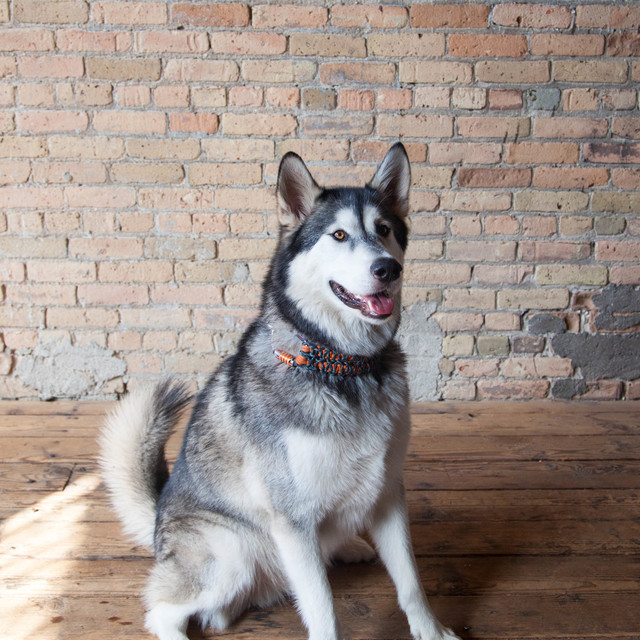 Pet of the Week: Rocky Sticks His Paw Into the Tile Business