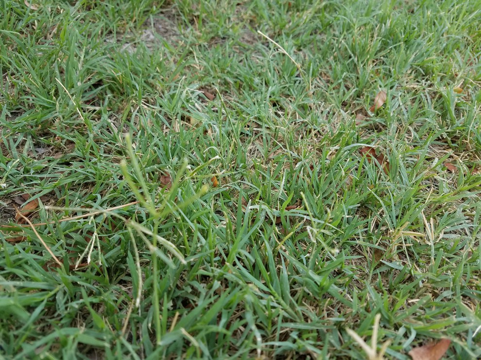 Grass identification and encouraging growth