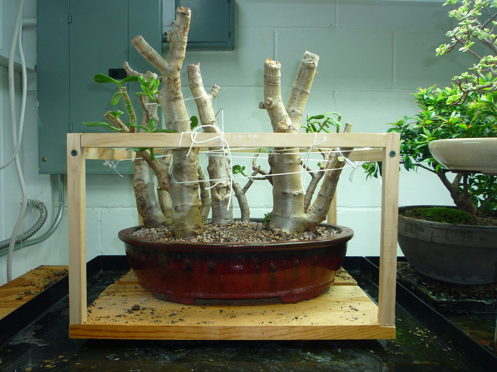 Need Advice on Jade Root Development