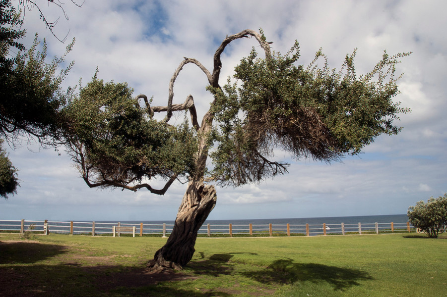 Great Design Tree: Australian Tea Tree