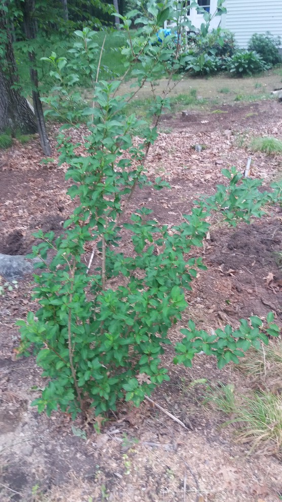 Need help identifying three shrubs