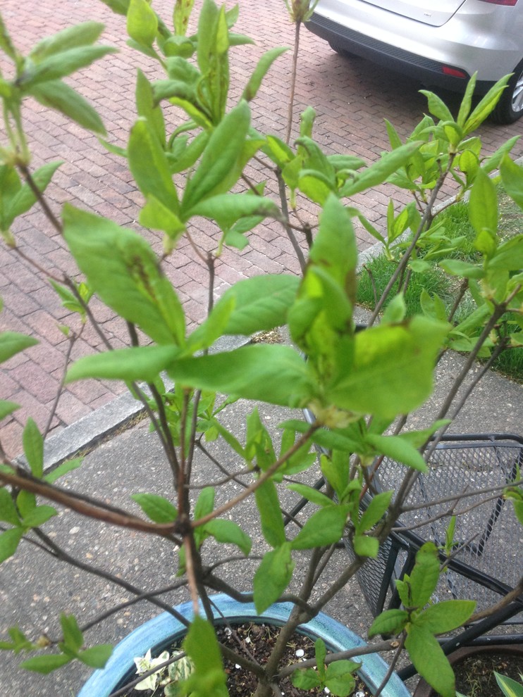 Deciduous azalea leaf issues