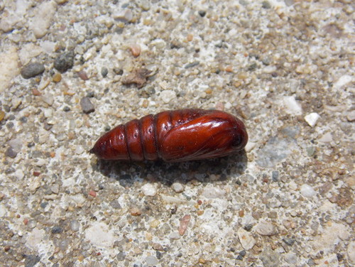 What cocoon is this?