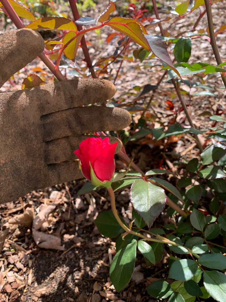 Why you need Flamenco Rosita