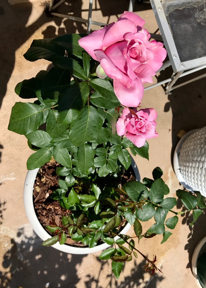 Spring and Potted Roses,zone 10b