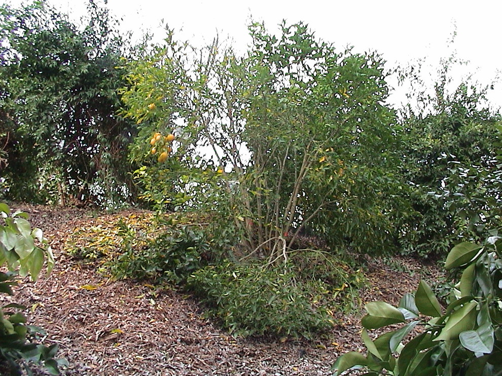 Identify this rootstock - citrumelo? Swingle?