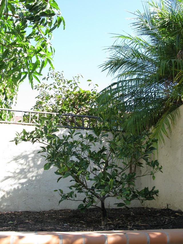 Dwarf Cara Cara in Ground Insufficient Sun