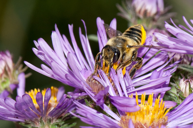 Familiarisez-vous avec les insectes de votre jardin