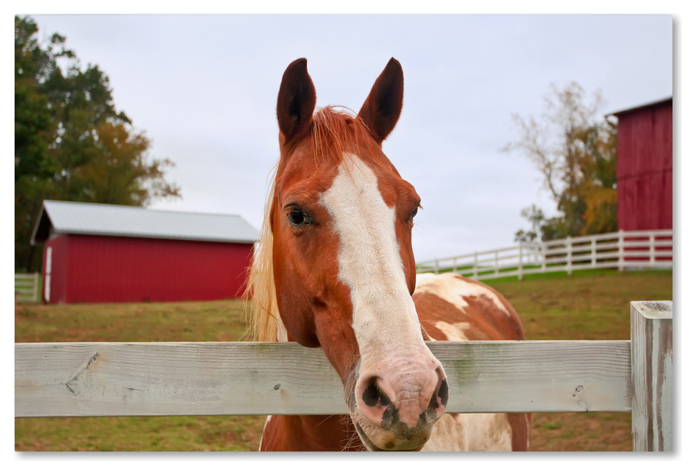 Bob Rouse 'curious horse' Canvas Art, 22"x32" - Farmhouse - Prints And ...