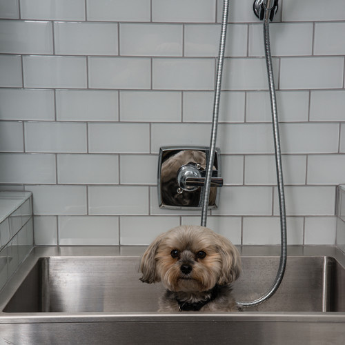 Dog Wash Station Ideas for Home - 75+ Photos - Happy Oodles