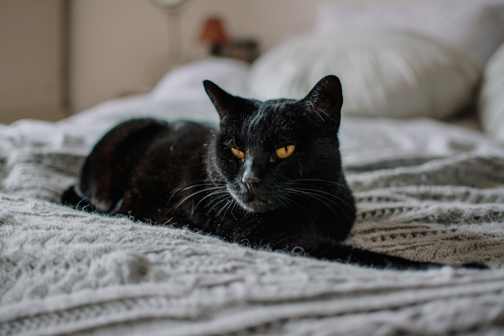 Swedish Houzz: A Dreamy Home in Stockholm | Houzz AU