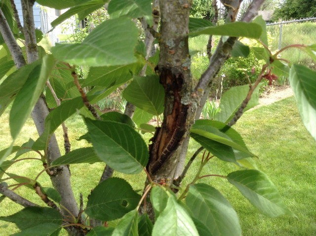 Tree damaged -- what is it