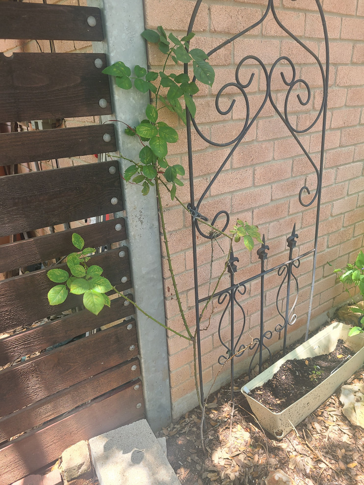 Westerland Climbing Rose is not blooming, not growing much