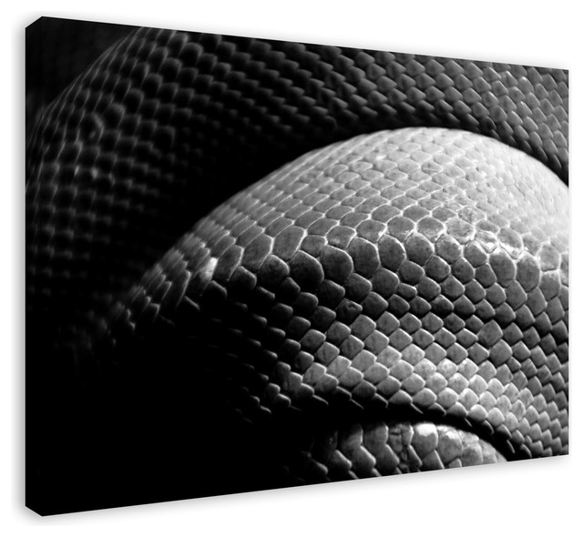 Black and White Snake Skin Texture Canvas Wall Art, 30x40 ...