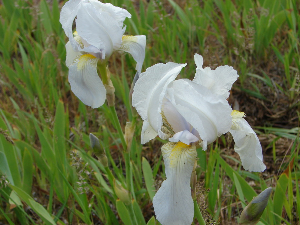 Please help with identification of these 6 heirloom irises.