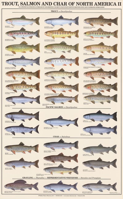 Fish Poster Trout, Salmon and Char Identification Chart - Females ...