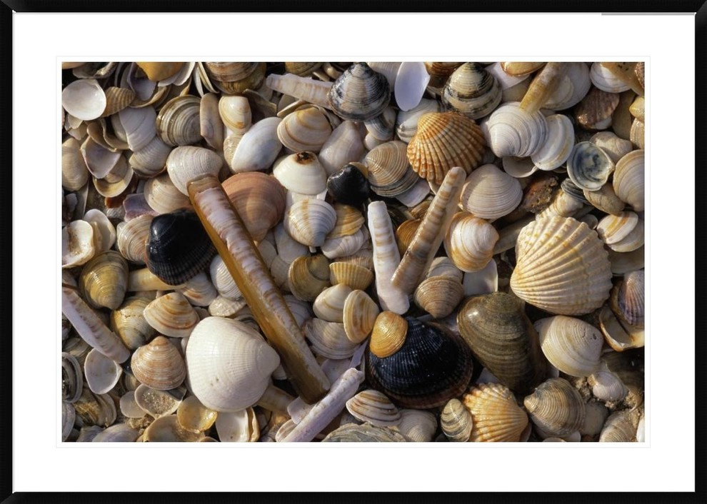 "Selection of bivalve shells" Framed Digital Print by Jan Vermeer, 26 ...