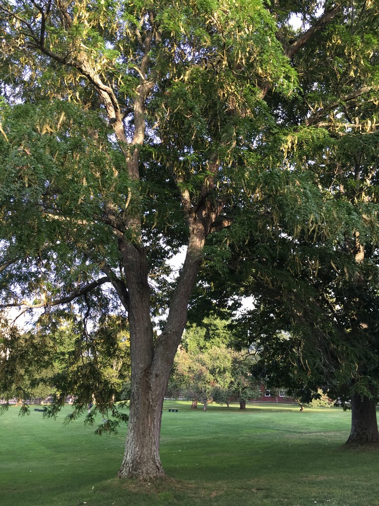 Tree ID-Weird seed pods