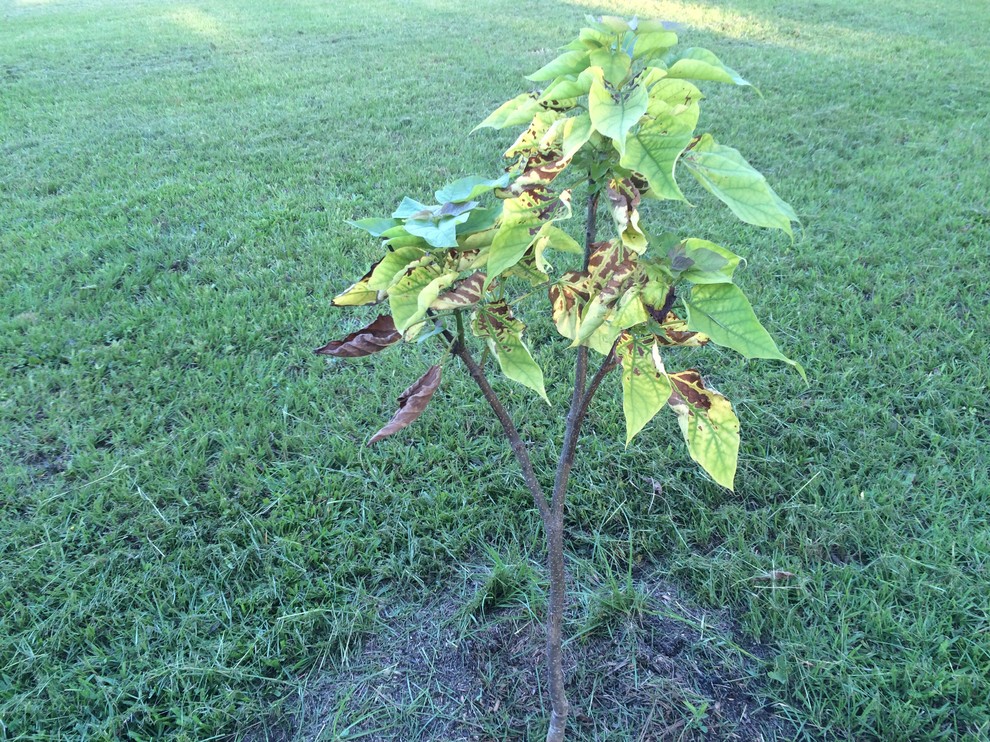 Catalpa tree diseased?