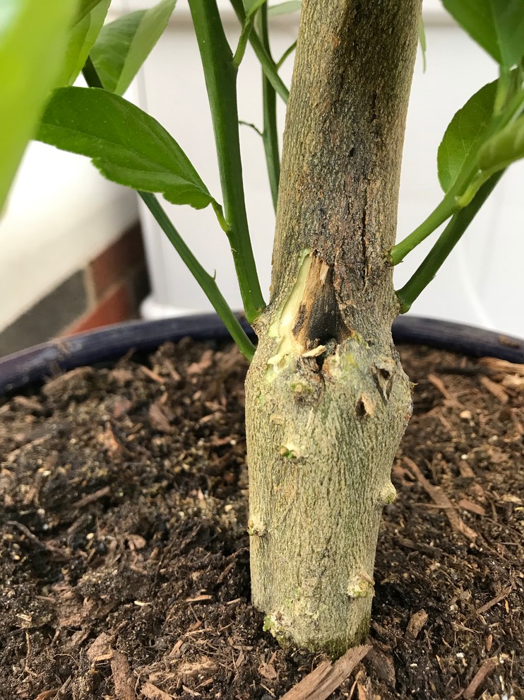 Help! Citrus Sun-scald/Sunburn