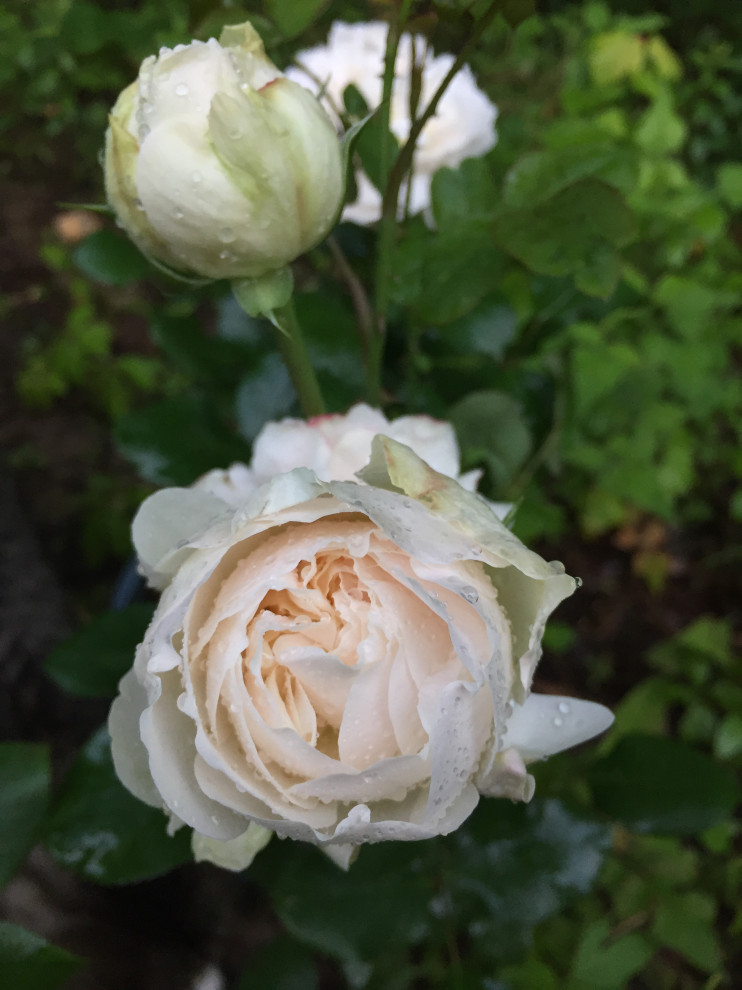 Help ID please? White and ruffly