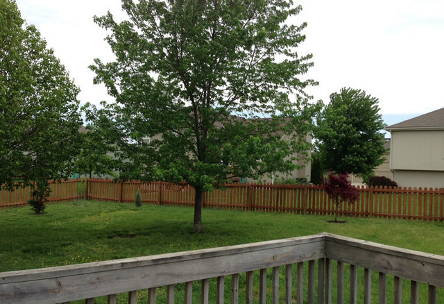 Filtered shade tree, near a patio suggestions | Houzz Forum