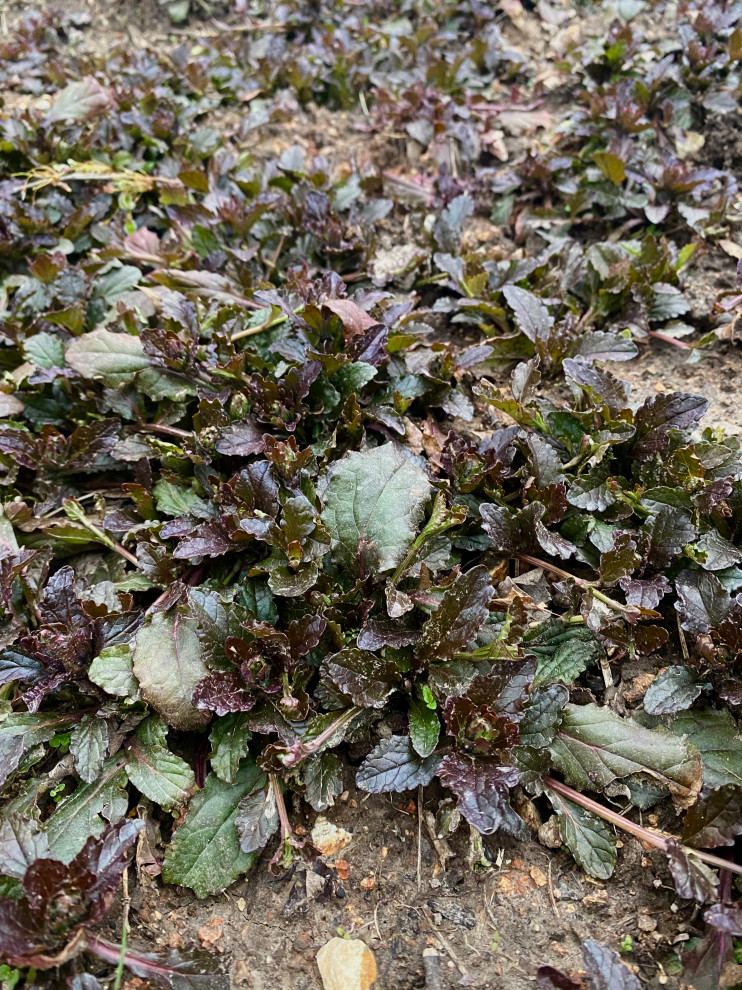 Two types of Ajuga?