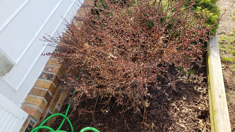 Replacing bushes