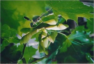 GREEN PROPELLER DESIGN - Project Photos & Reviews - Milton, ON CA | Houzz