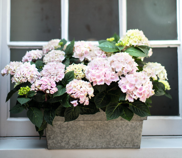 Classic Bigleaf Hydrangeas Add Old-Fashioned Charm to a Garden