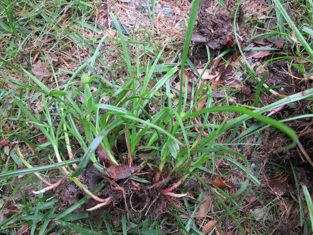 Invasive grass type identification